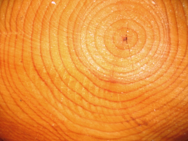 Tree rings, 2 | Physics Town